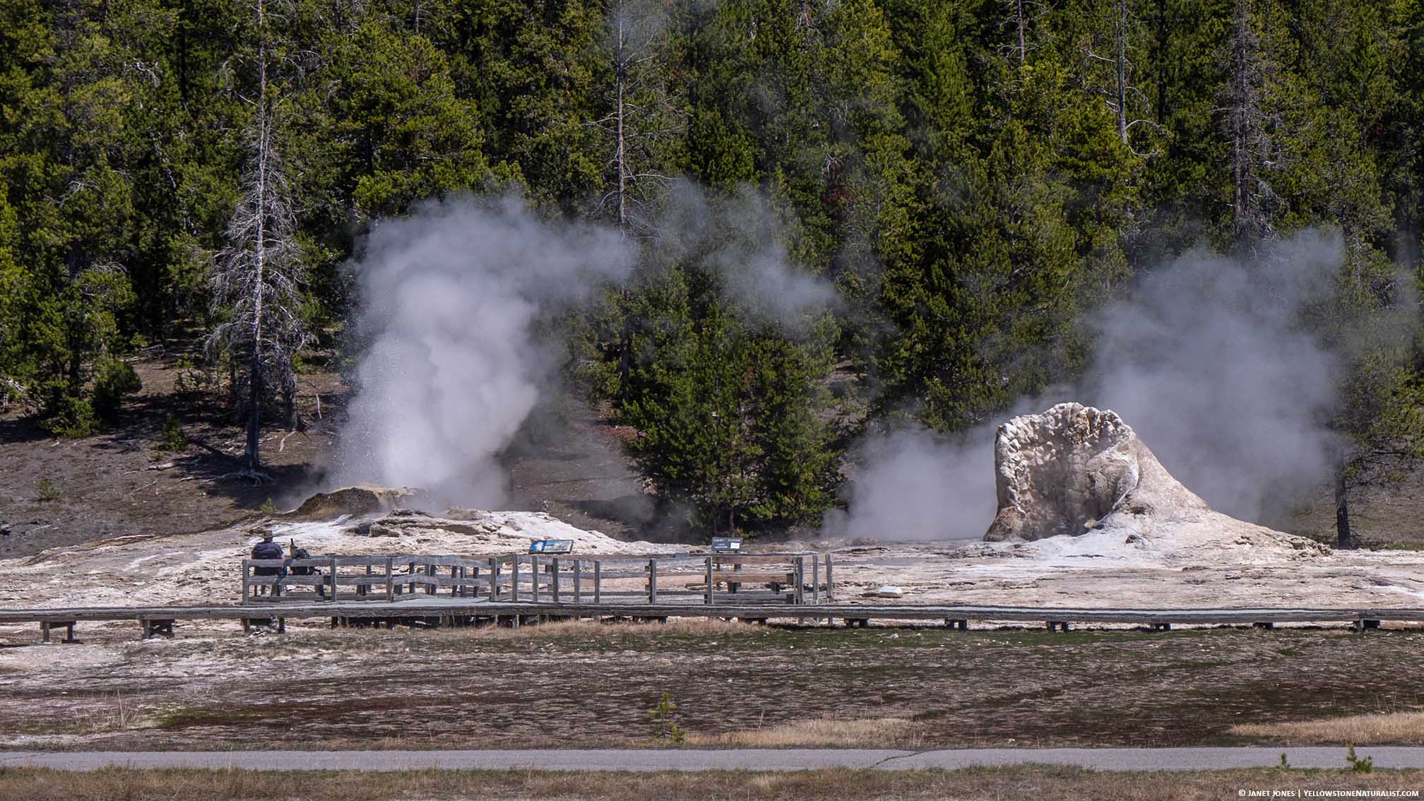 Get to know Giant Geyser - Yellowstone Naturalist