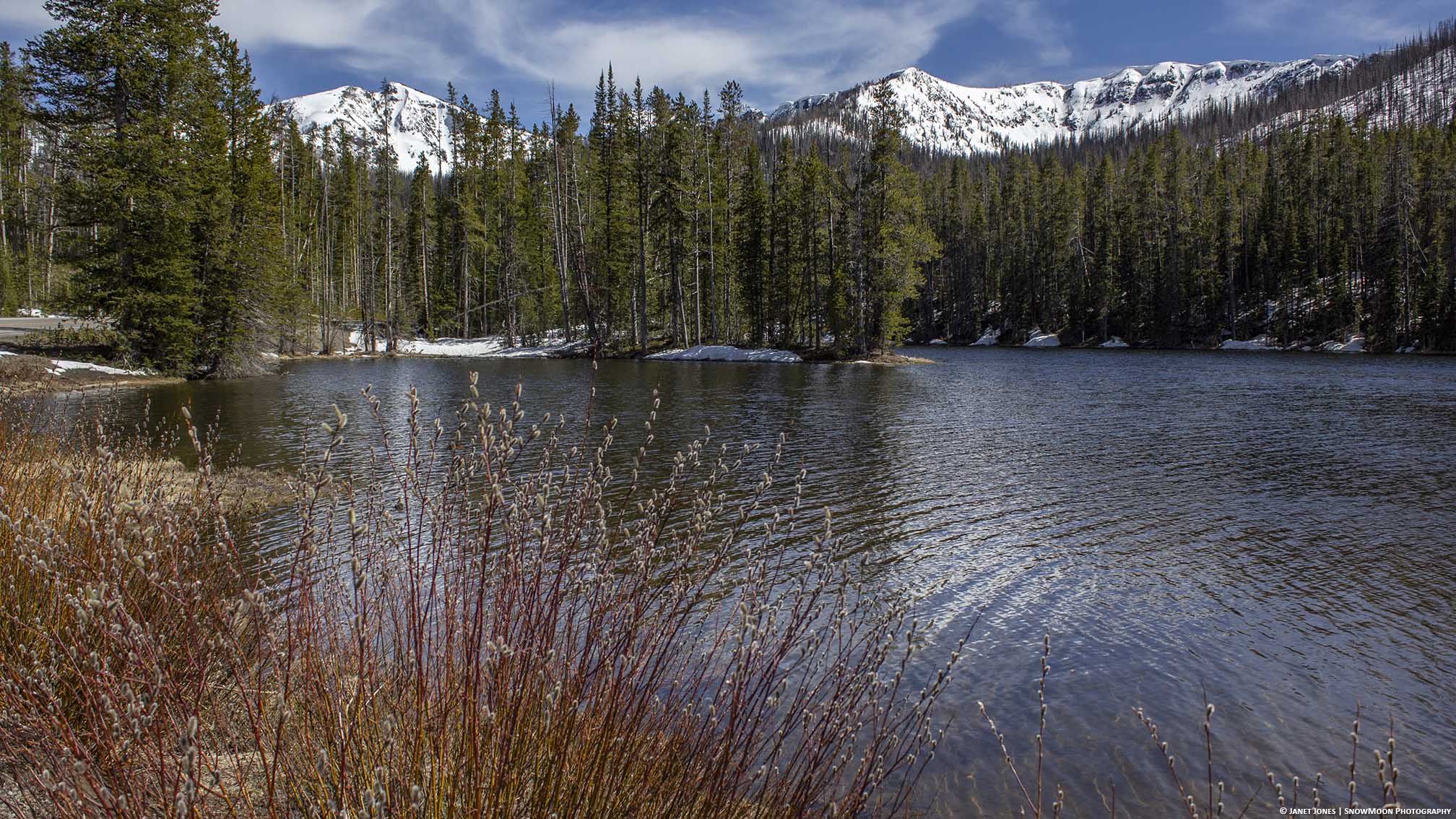 June Phenology - Yellowstone Naturalist