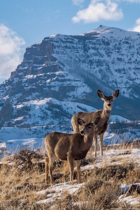 Yellowstone 101 - Yellowstone Naturalist