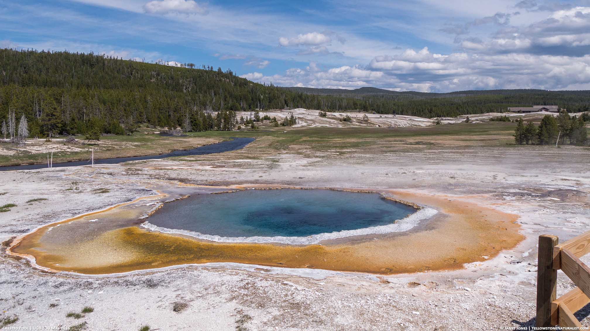 Get to know Crested Pool - Yellowstone Naturalist
