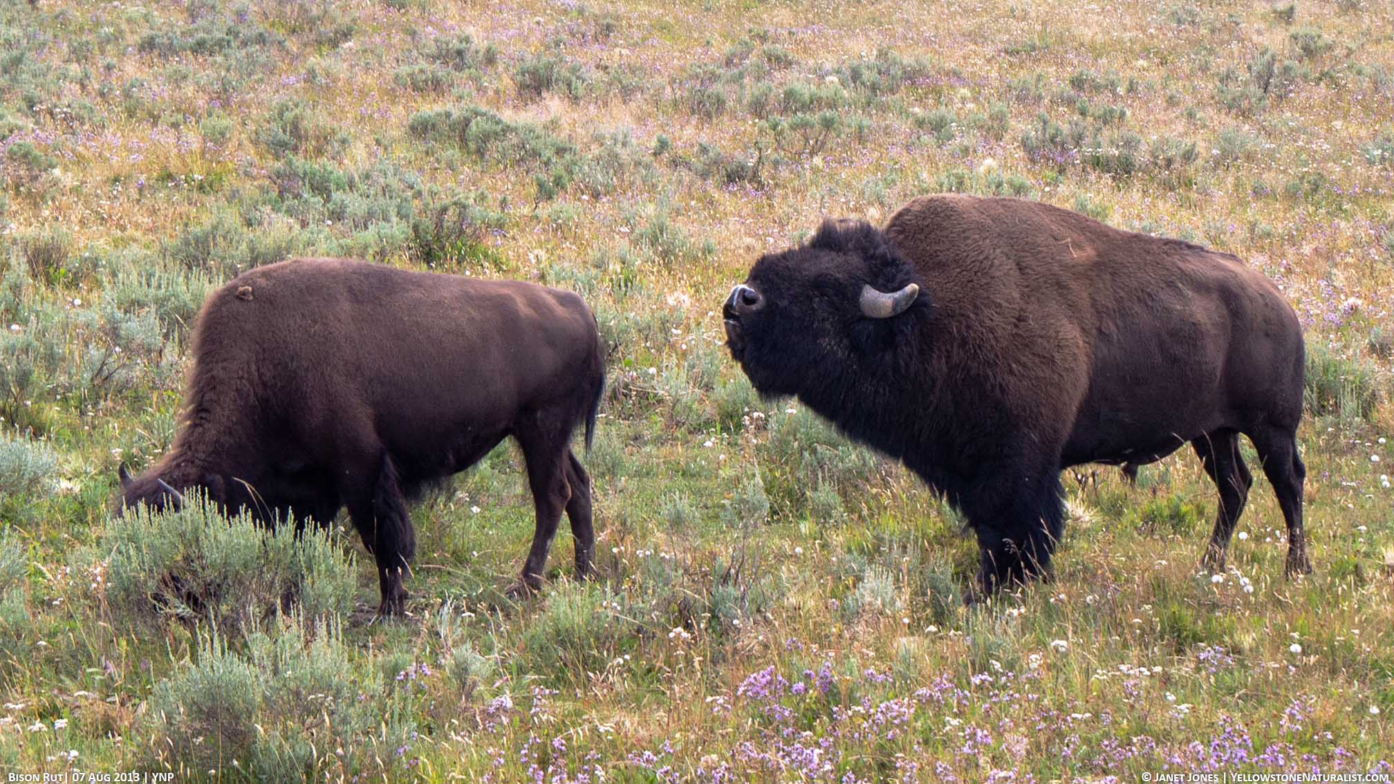 Yellowstone 101 - Yellowstone Naturalist