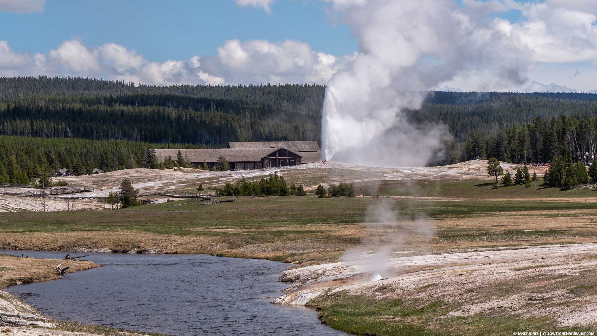 Yellowstone 101 - Yellowstone Naturalist